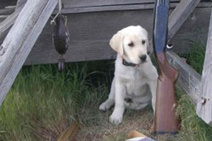 What Is A Pointing Lab? - Lankas Labs