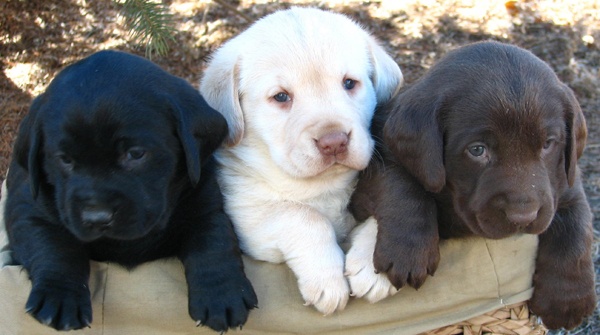 Are Labs The Best Dogs