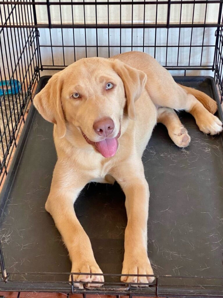 Pointing Champagne Lab Breeder - Puppies for Sale in Kansas | Lankas Lab