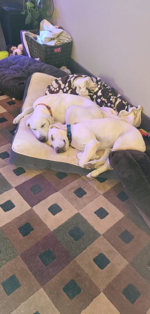 Pointing White Lab Breeder - Puppies for Sale in Kansas | Lankas Lab