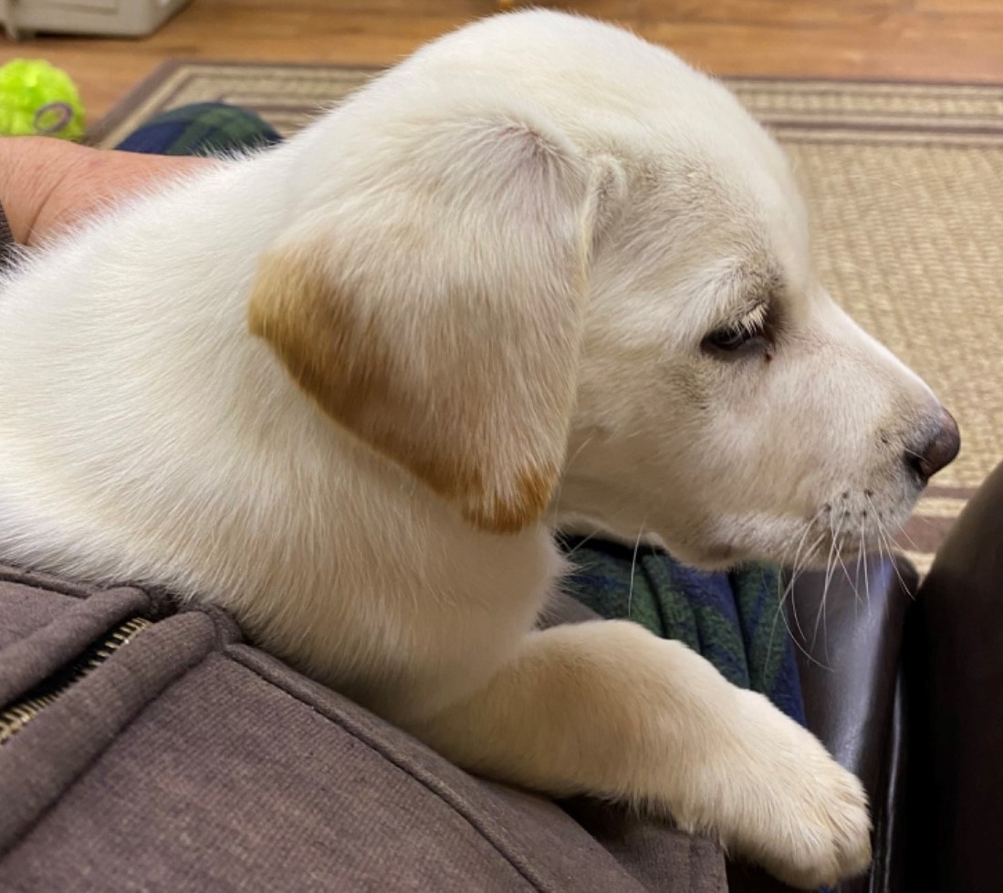 White & Fox Red Pointing Labrador Puppies For Sale | Lankas Labs