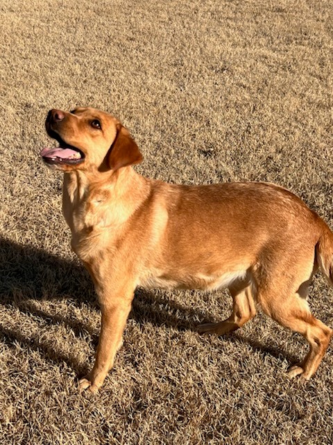 White & Fox Red Pointing Labrador Puppies For Sale | Lankas Labs