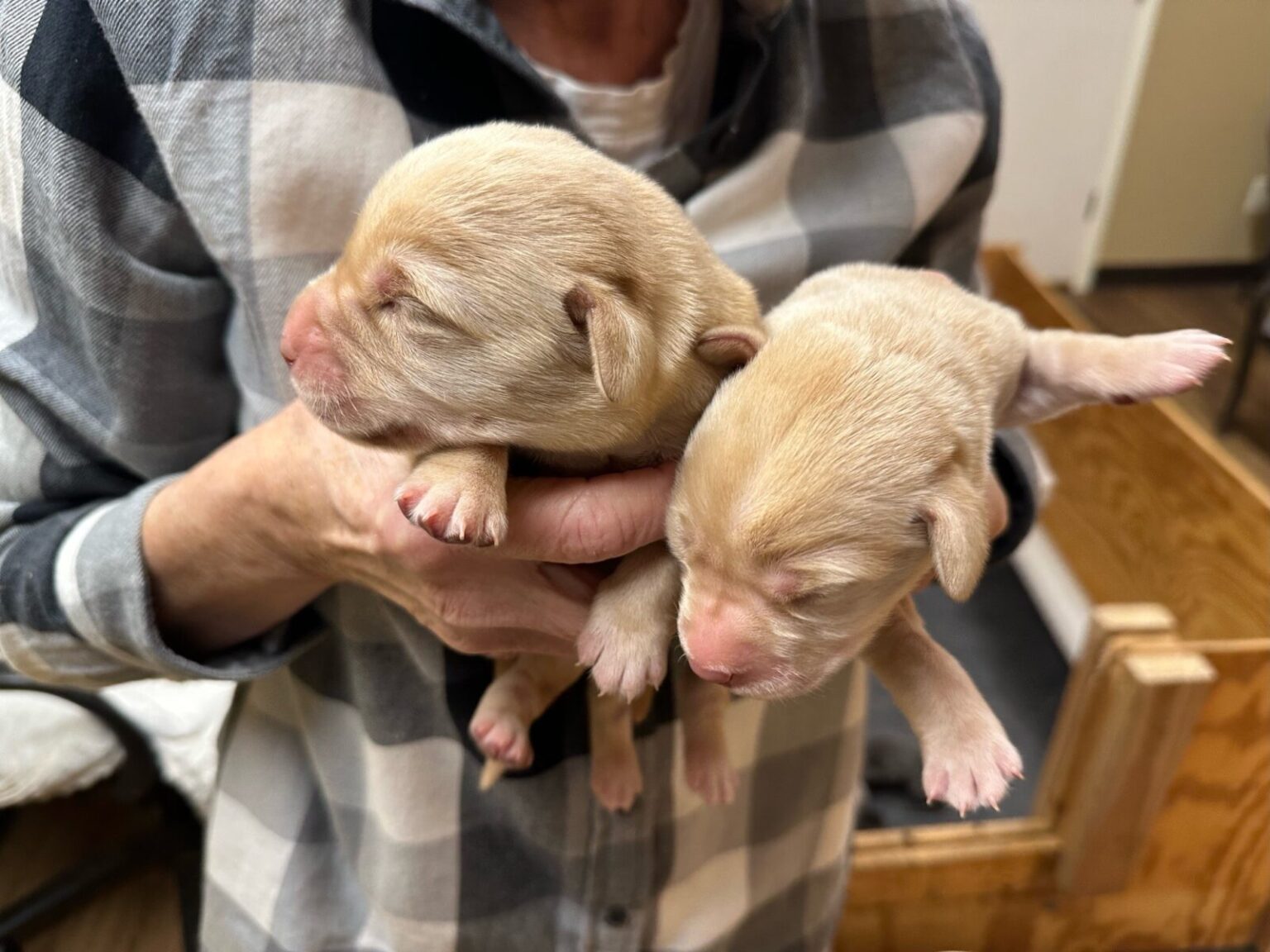 White & Fox Red Pointing Labrador Puppies For Sale | Lankas Labs