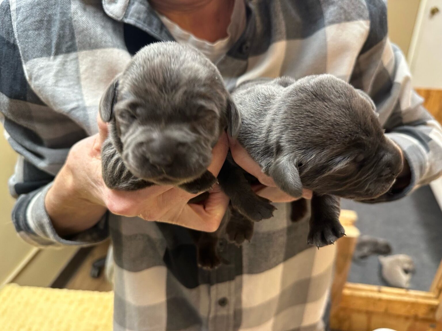 White & Fox Red Pointing Labrador Puppies For Sale | Lankas Labs