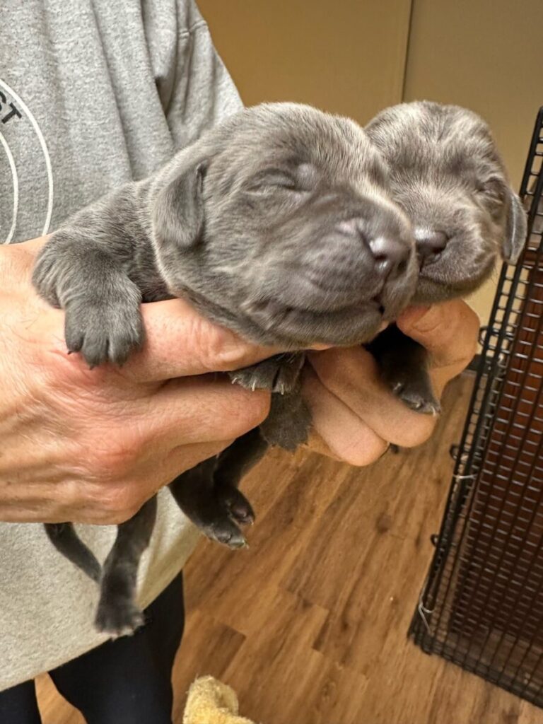 White & Fox Red Pointing Labrador Puppies For Sale | Lankas Labs